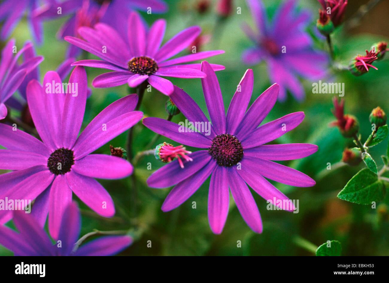 Cineraria, Common Ragwort (Pericallis x hybrida, Pericallis hybrida ...