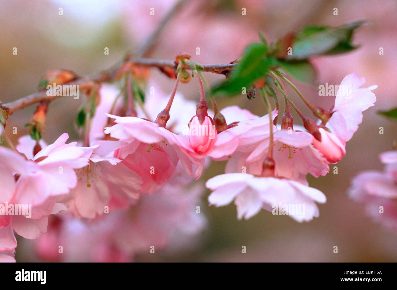Ornamental cherry tree hi-res stock photography and images - Alamy