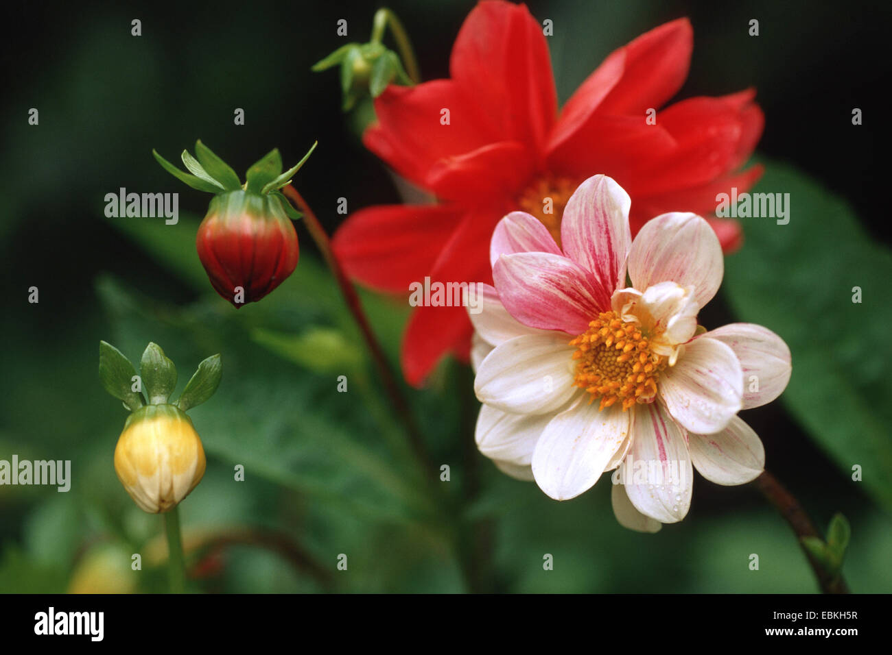 Georgina garden hi-res stock photography and images - Alamy