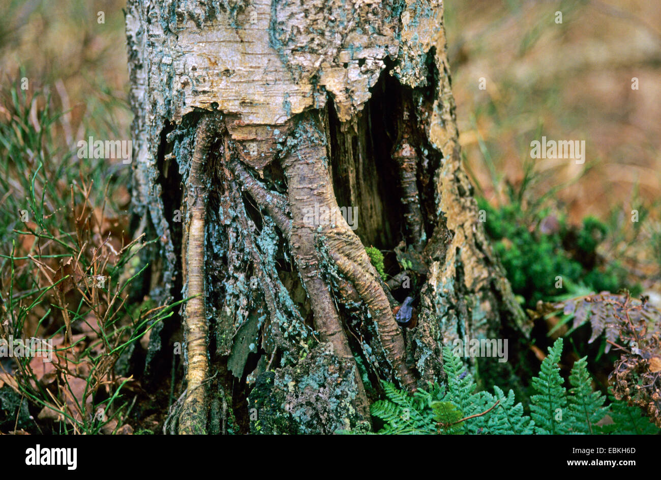 downy birch (Betula pubescens), roots, Germany Stock Photo - Alamy