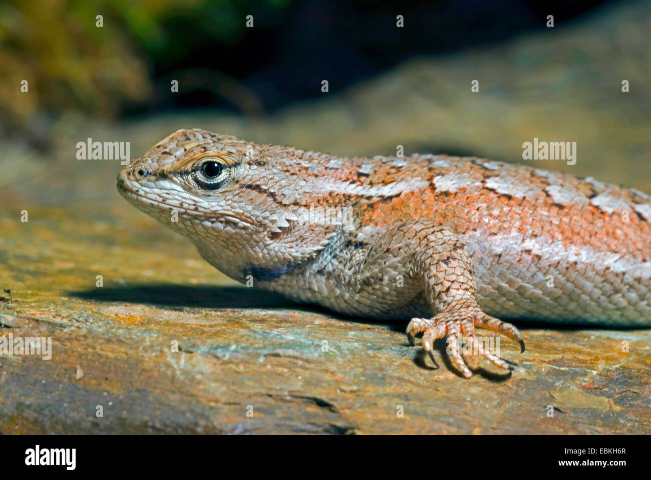 Fence lizard, Eastern fence lizard (Sceloporus undulatus), on a stone ...