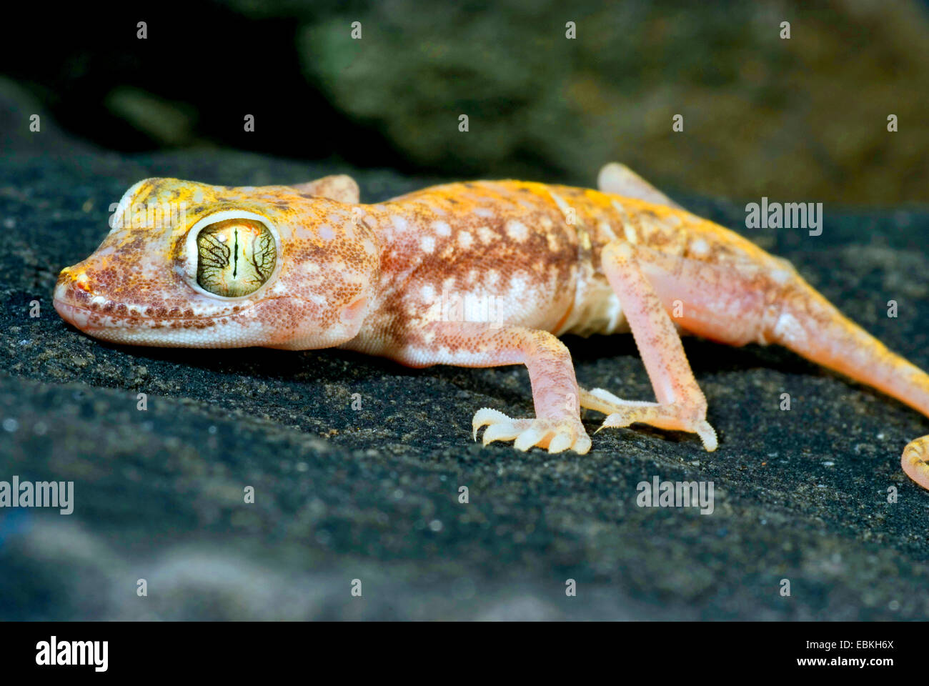 Stenodactylus petri hi-res stock photography and images - Alamy