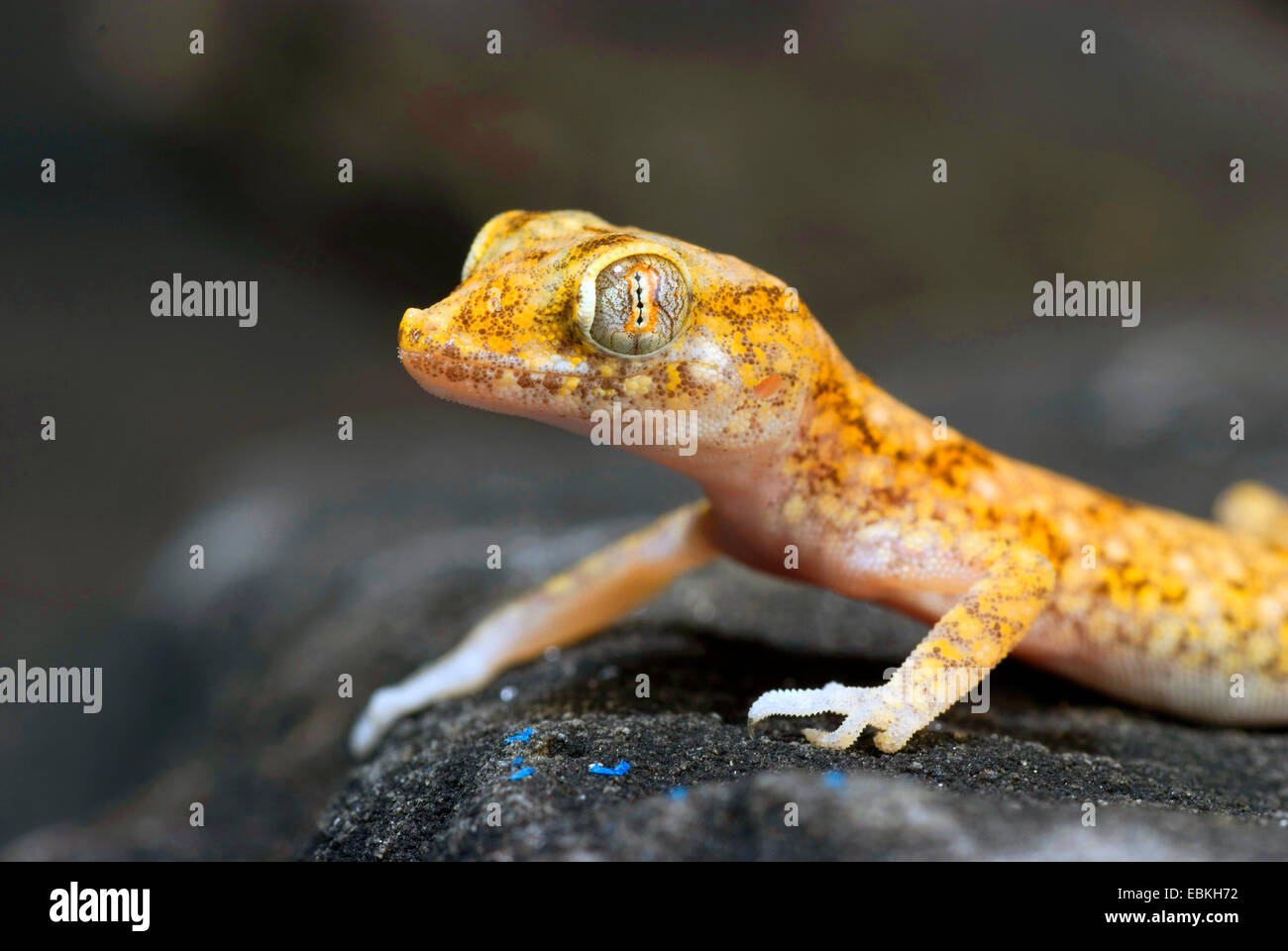 Lichtenstein's Short-fingered Gecko (Stenodactylus stenodactylus), on a ...