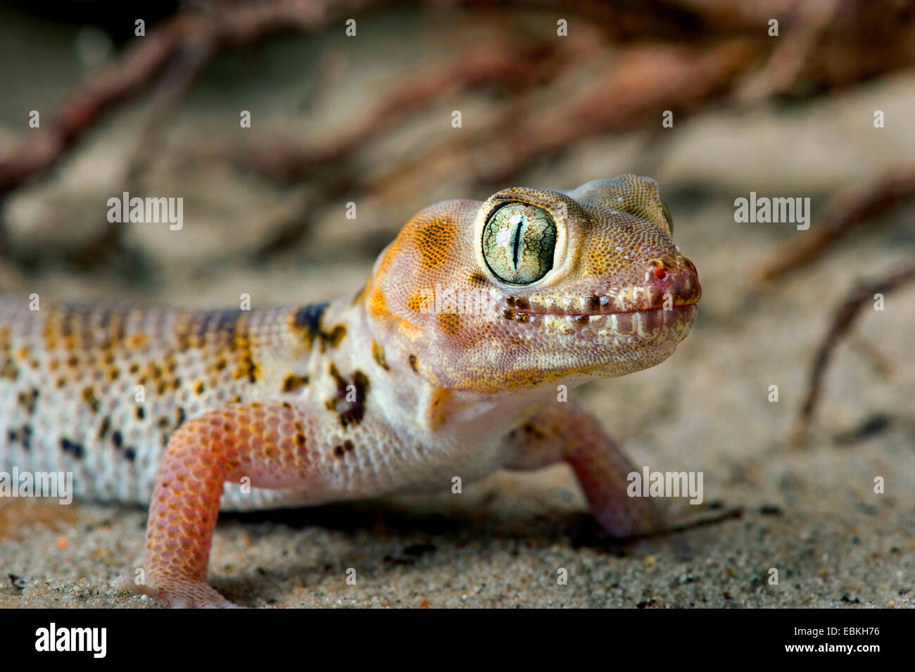 Web Footed Gecko (Teratoscincus microlepis), on sand Stock Photo - Alamy