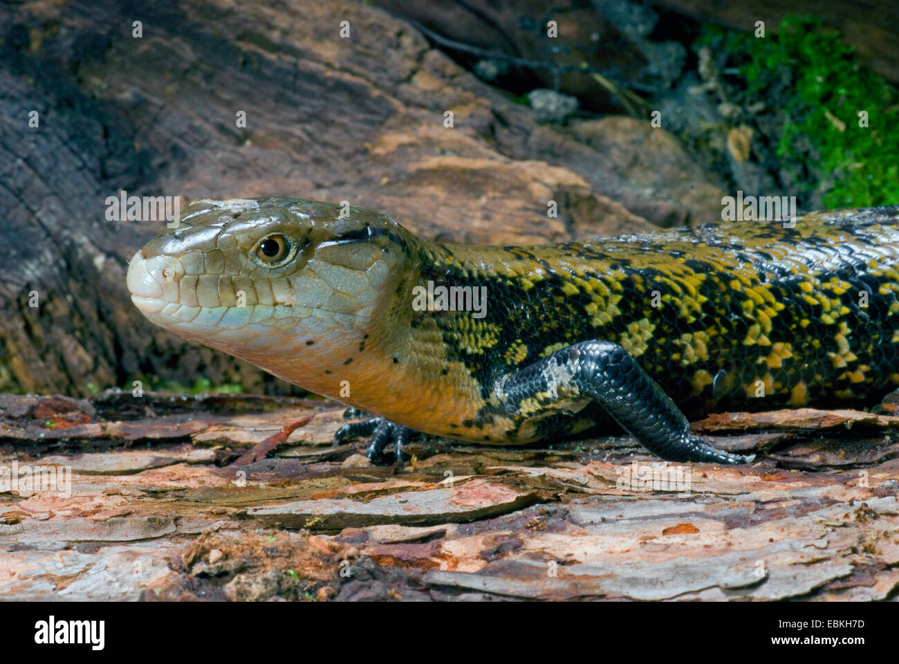 Giant skink hi-res stock photography and images - Alamy