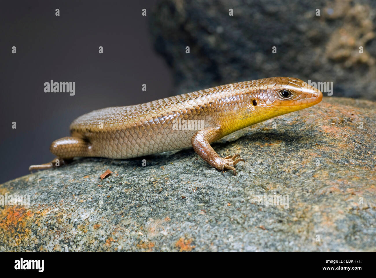 Spotted Mabuya (Trachylepis maculata), on a stone Stock Photo - Alamy