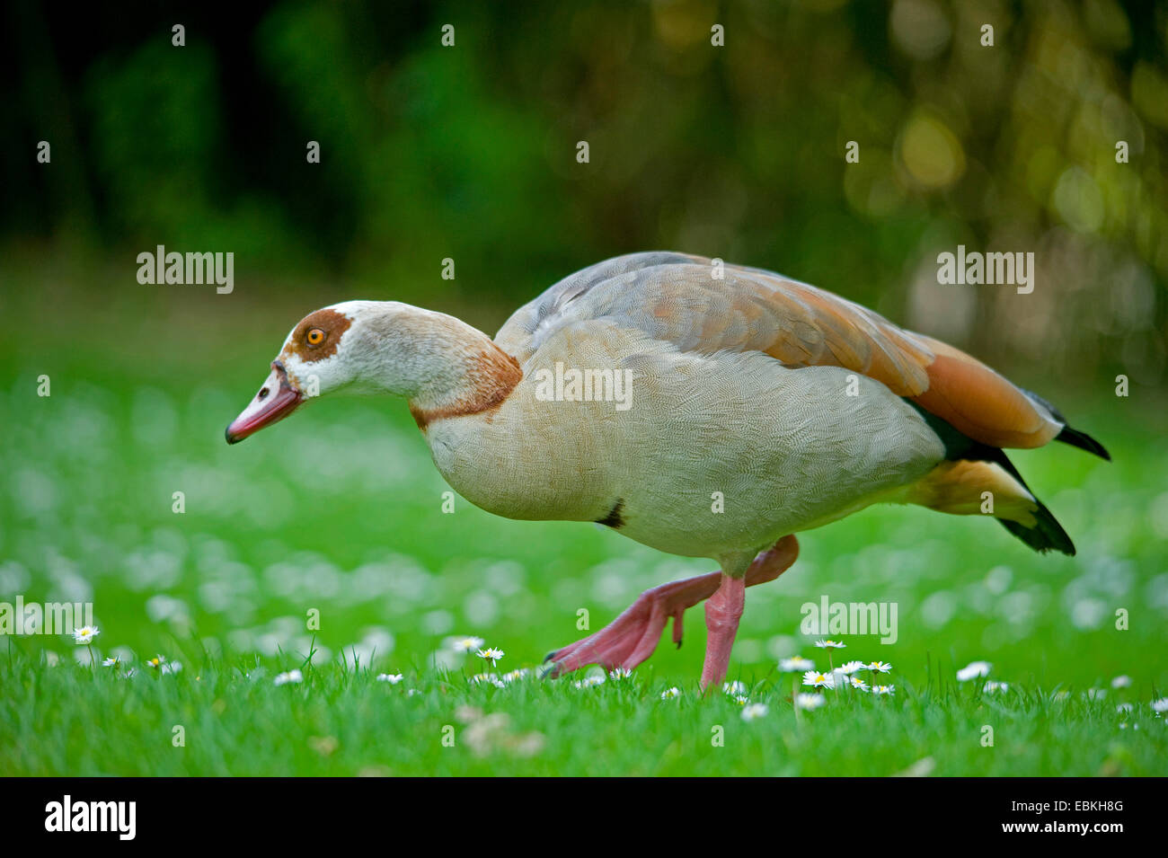 Egyptian goose hi-res stock photography and images - Alamy