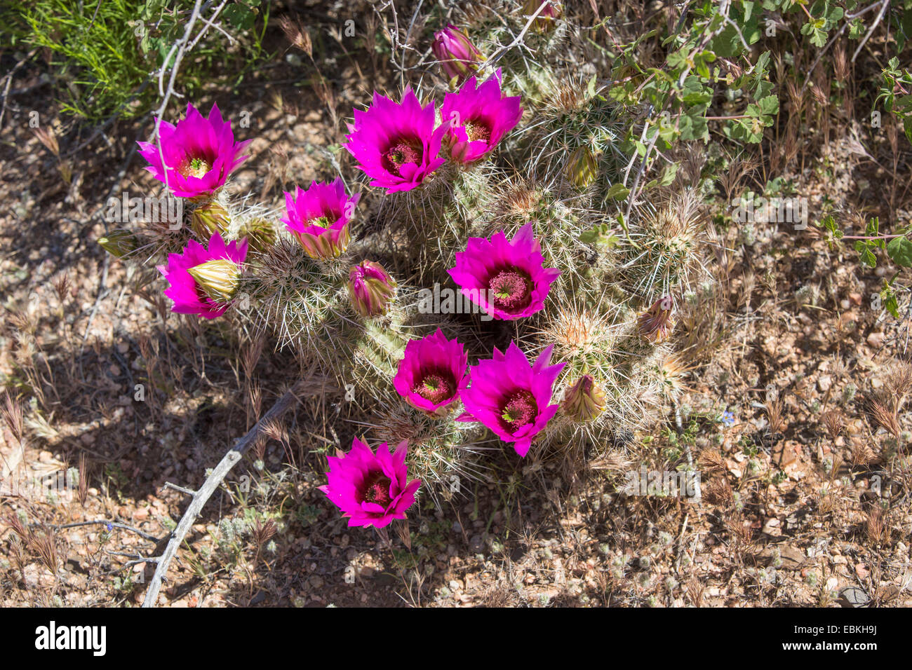 Strawberry Hedgehog (Echinocereus engelmannii), blooming, USA, Arizona ...