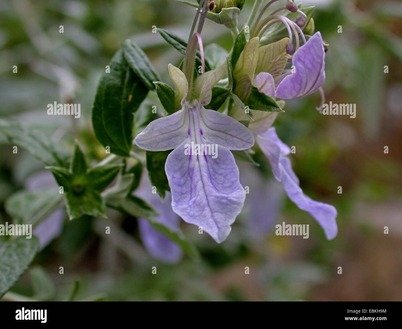 Silver germander (Teucrium fruticans), flowers Stock Photo - Alamy