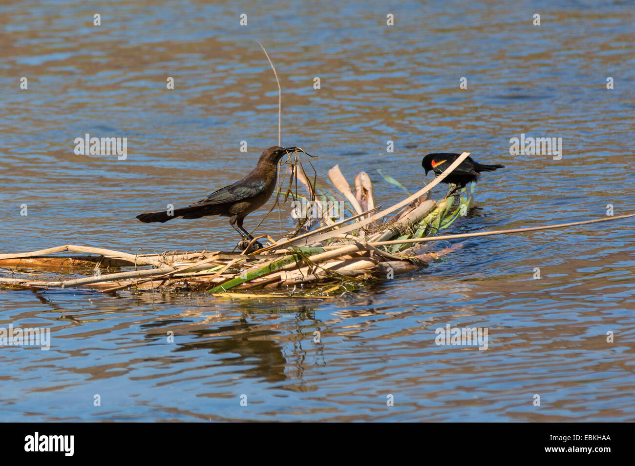 Female adult great tailed grackle hi-res stock photography and images ...