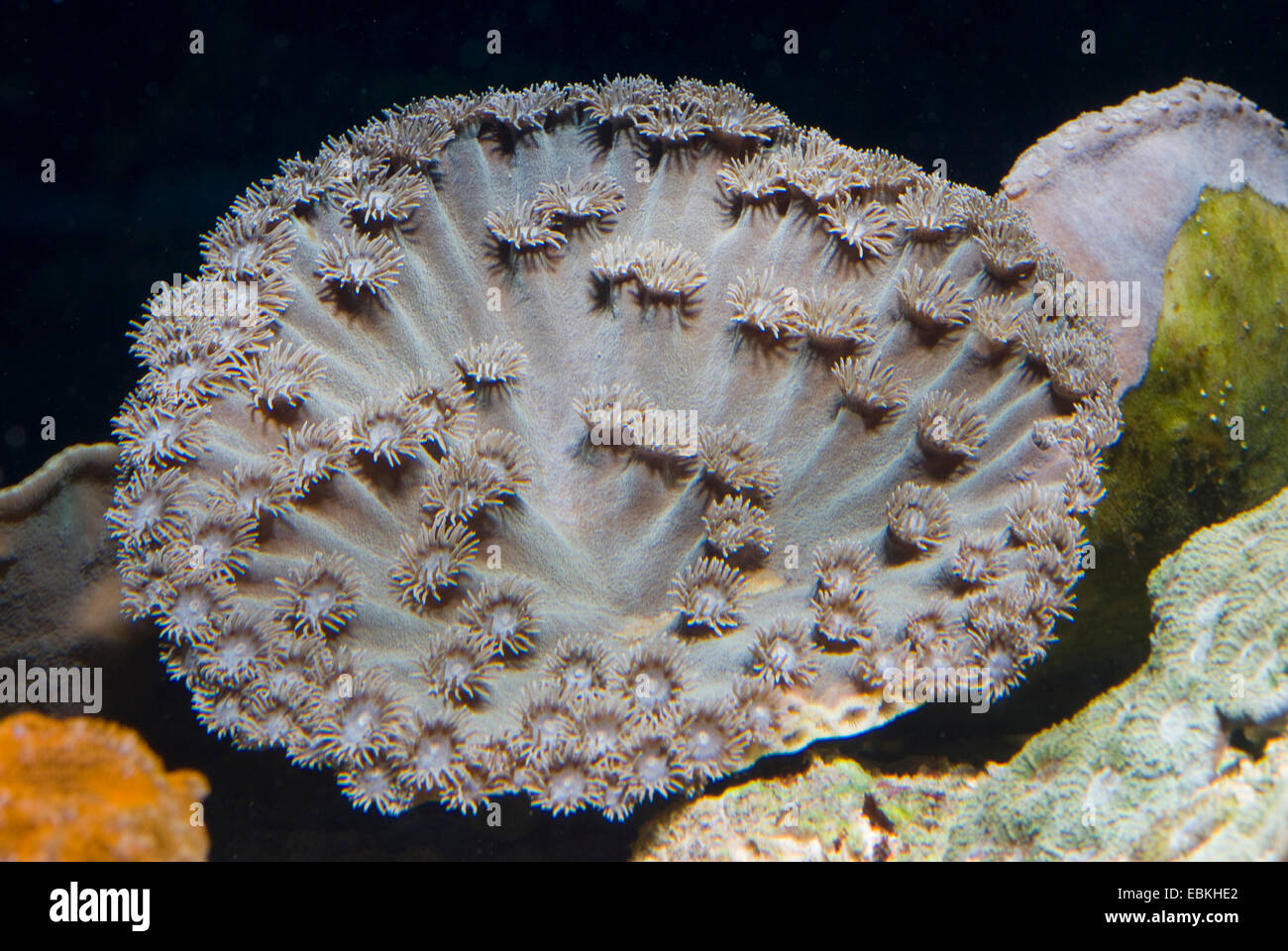 Brown cup coral hi-res stock photography and images - Alamy