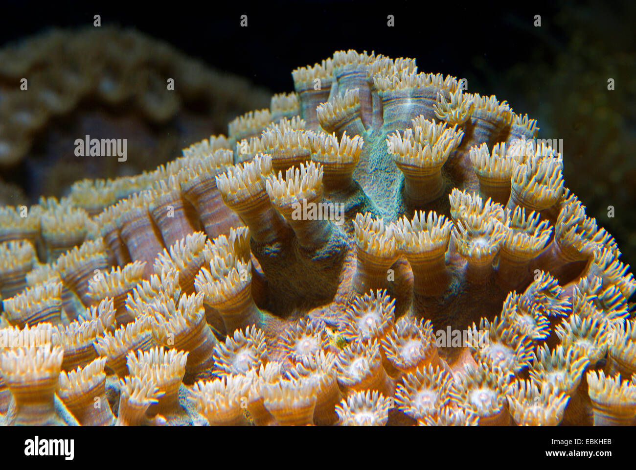 Cup Coral (Turbinaria patula), lateral view Stock Photo - Alamy