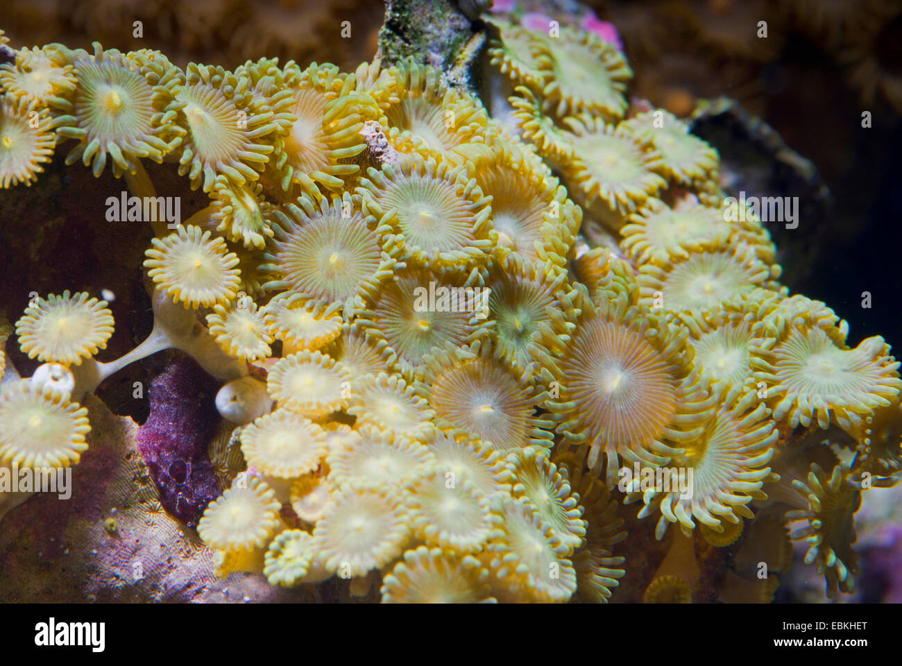 Sea Mat (Zoanthus spec.), top view Stock Photo - Alamy