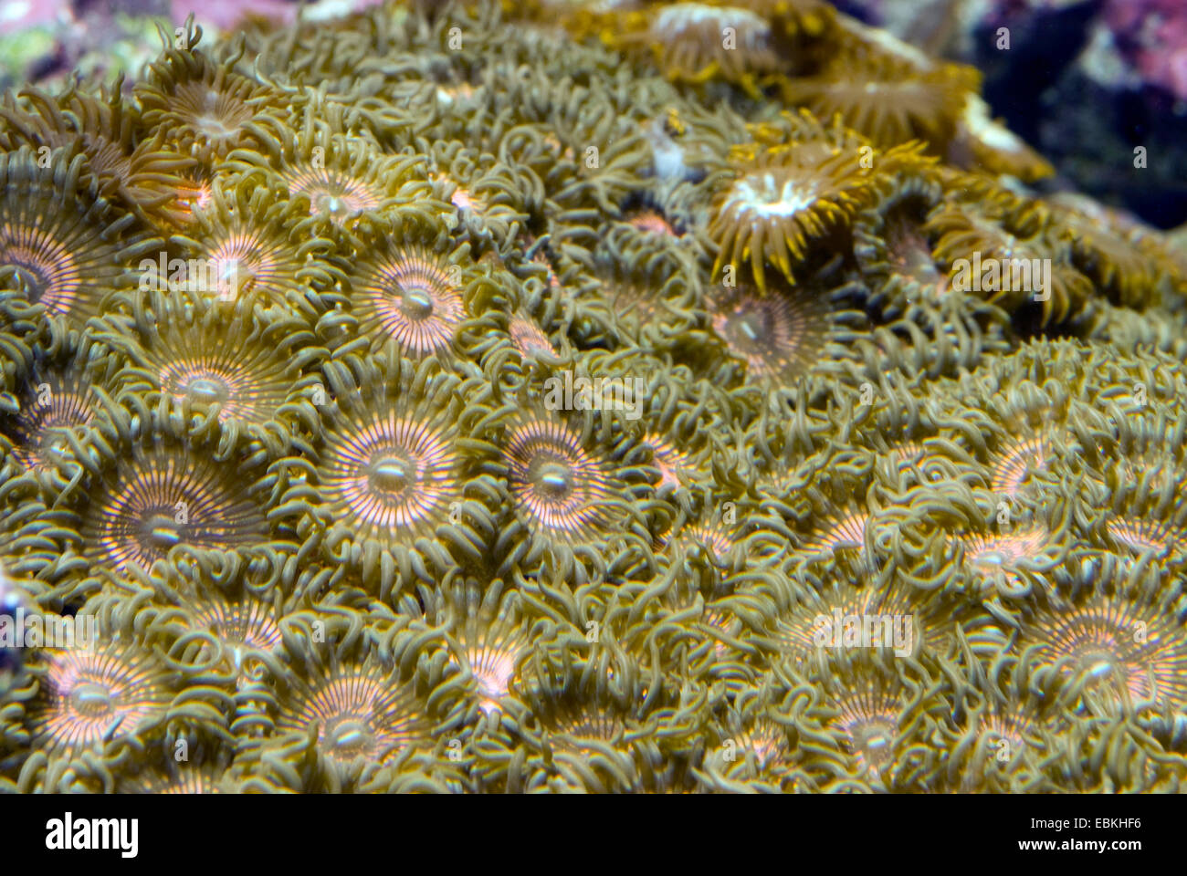 Sea Mat (Zoanthus spec.), top view Stock Photo - Alamy