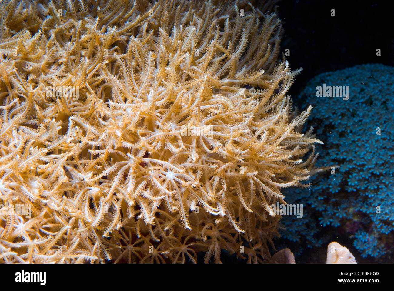 Organ-pipe coral, Pipe-organ coral, Pipe Organ (Tubipora musica), top ...