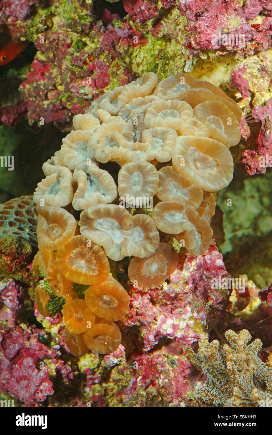 Caulastrea coral hi-res stock photography and images - Alamy