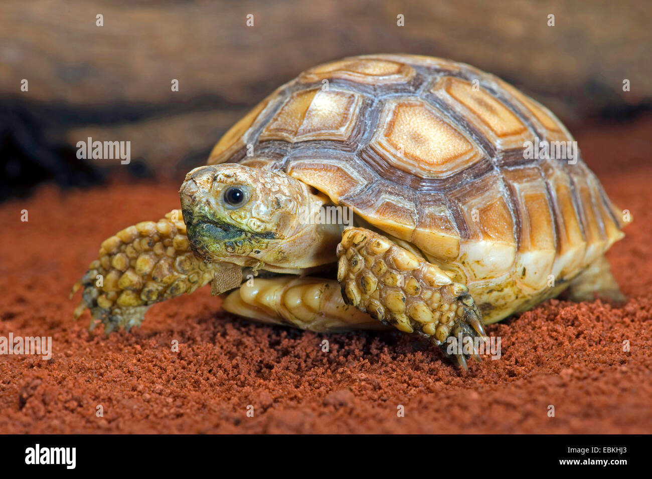 African spurred tortoise (Centrochelys sulcata), front view Stock Photo ...