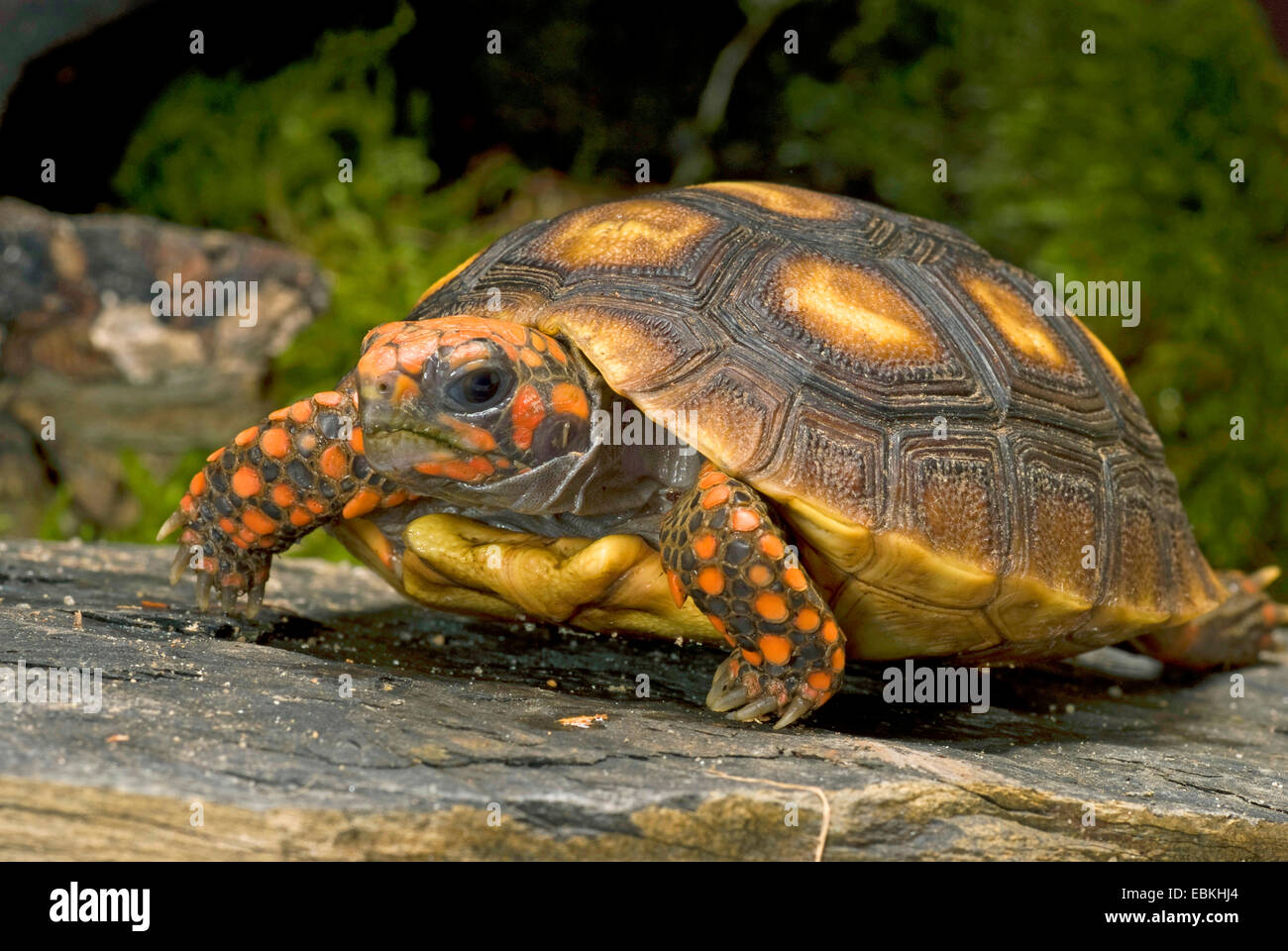 Red-footed tortoise (Chelonoidis carbonaria), front view Stock Photo ...