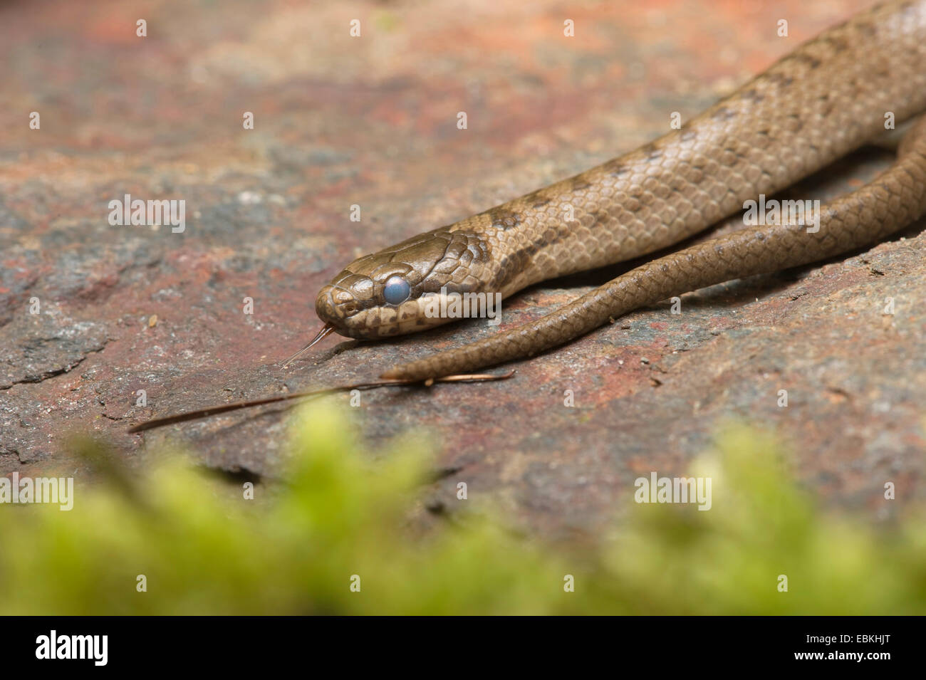 smooth snake (Coronella austriaca), portrait, Germany Stock Photo - Alamy
