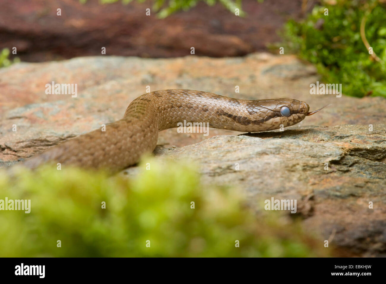Smooth snake hi-res stock photography and images - Alamy