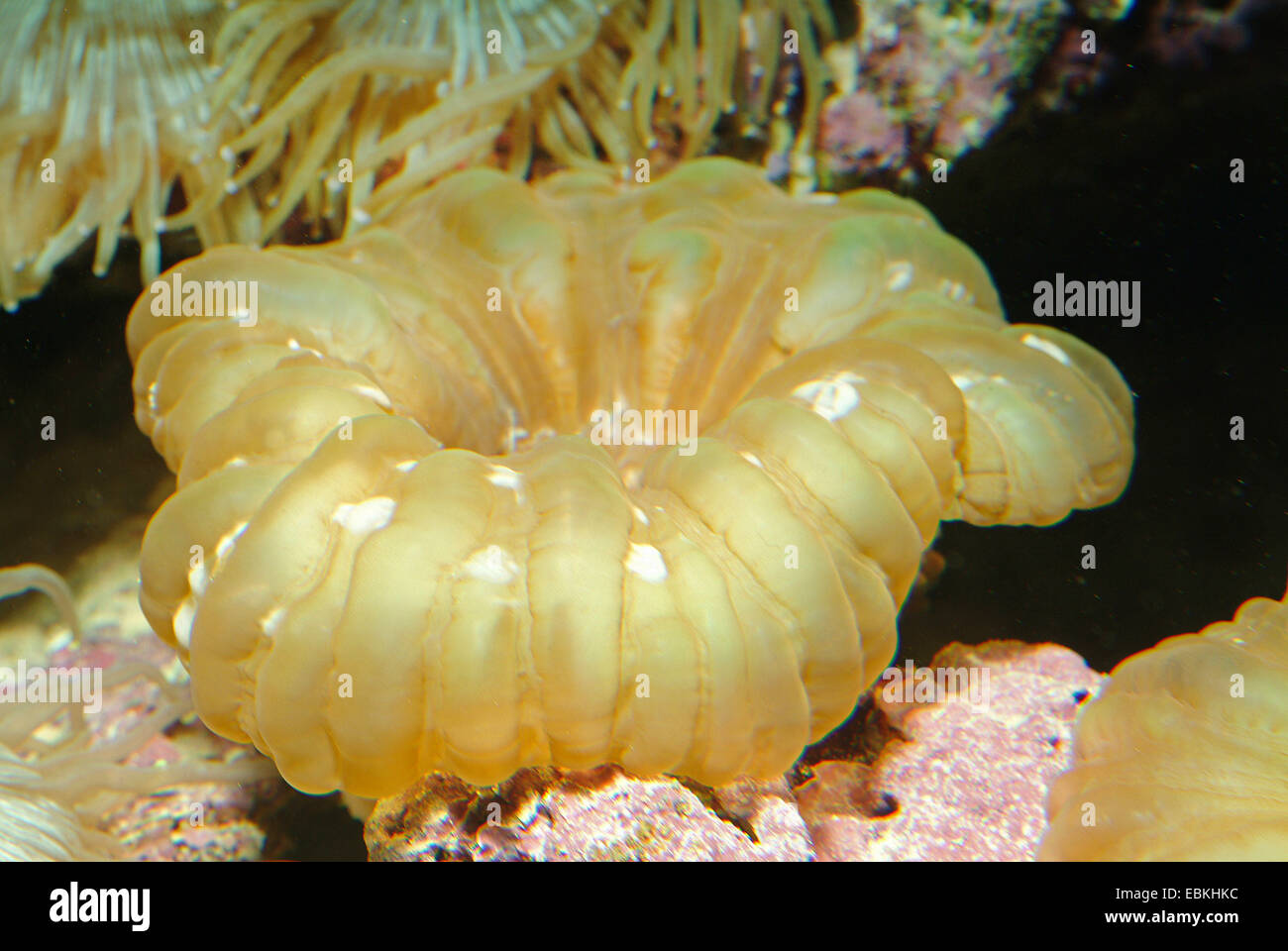 Coral nature horizontal hi-res stock photography and images - Alamy
