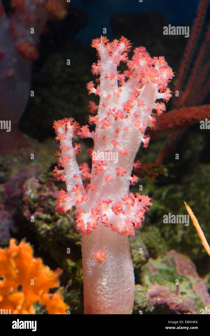 Colony of soft coral hi-res stock photography and images - Alamy