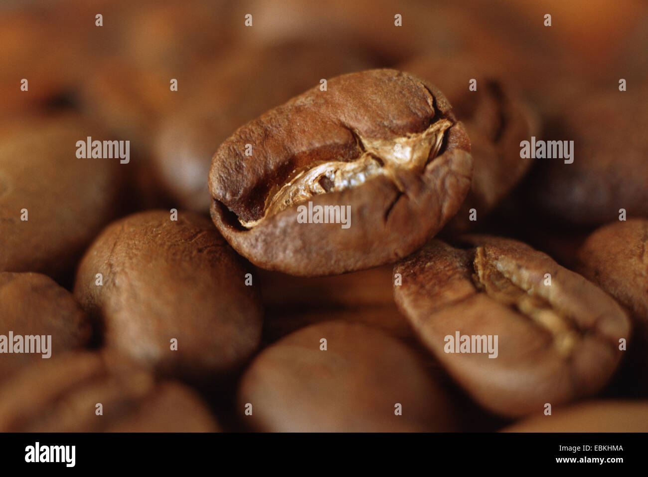 Arabian coffee (Coffea arabica), coffe beans, Maragogype beans Stock ...