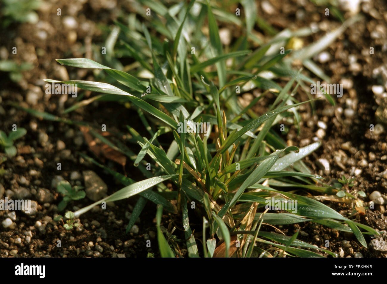 cultivated rye (Secale cereale), young plants Stock Photo - Alamy