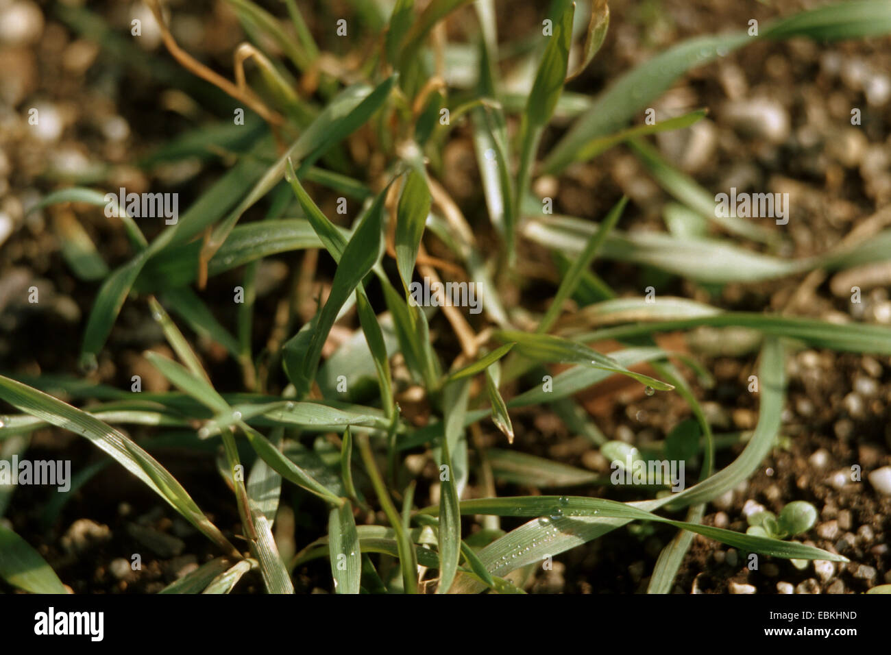 Secale vavilovii (Secale vavilovii), young plants Stock Photo - Alamy