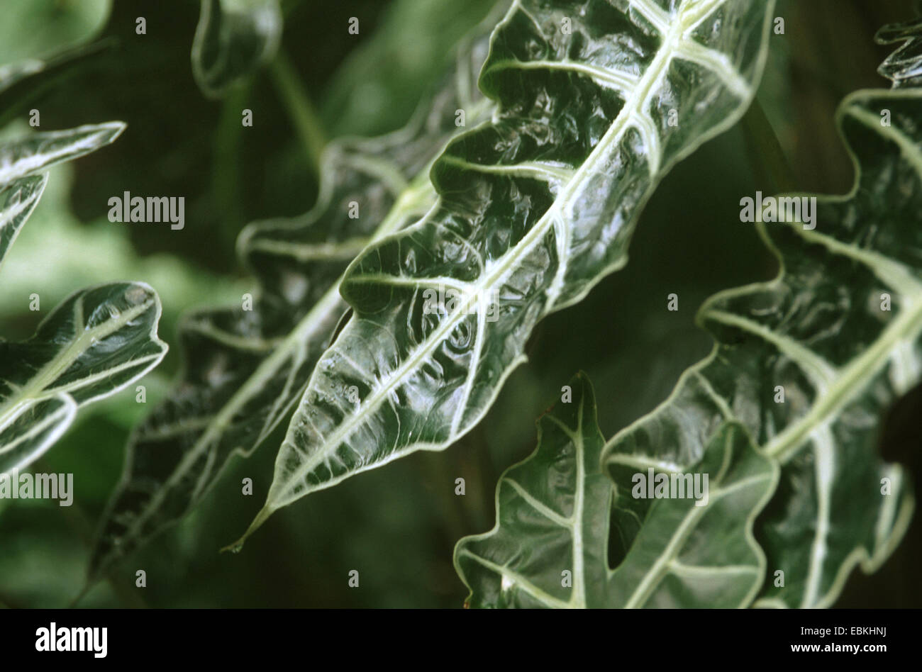 Kris Plant (Alocasia sanderiana 'Magnifica', Alocasia sanderiana ...