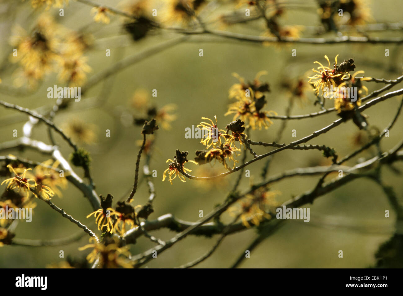 Chinese witch hazel (Hamamelis mollis 'Orange', Hamamelis mollis Orange ...