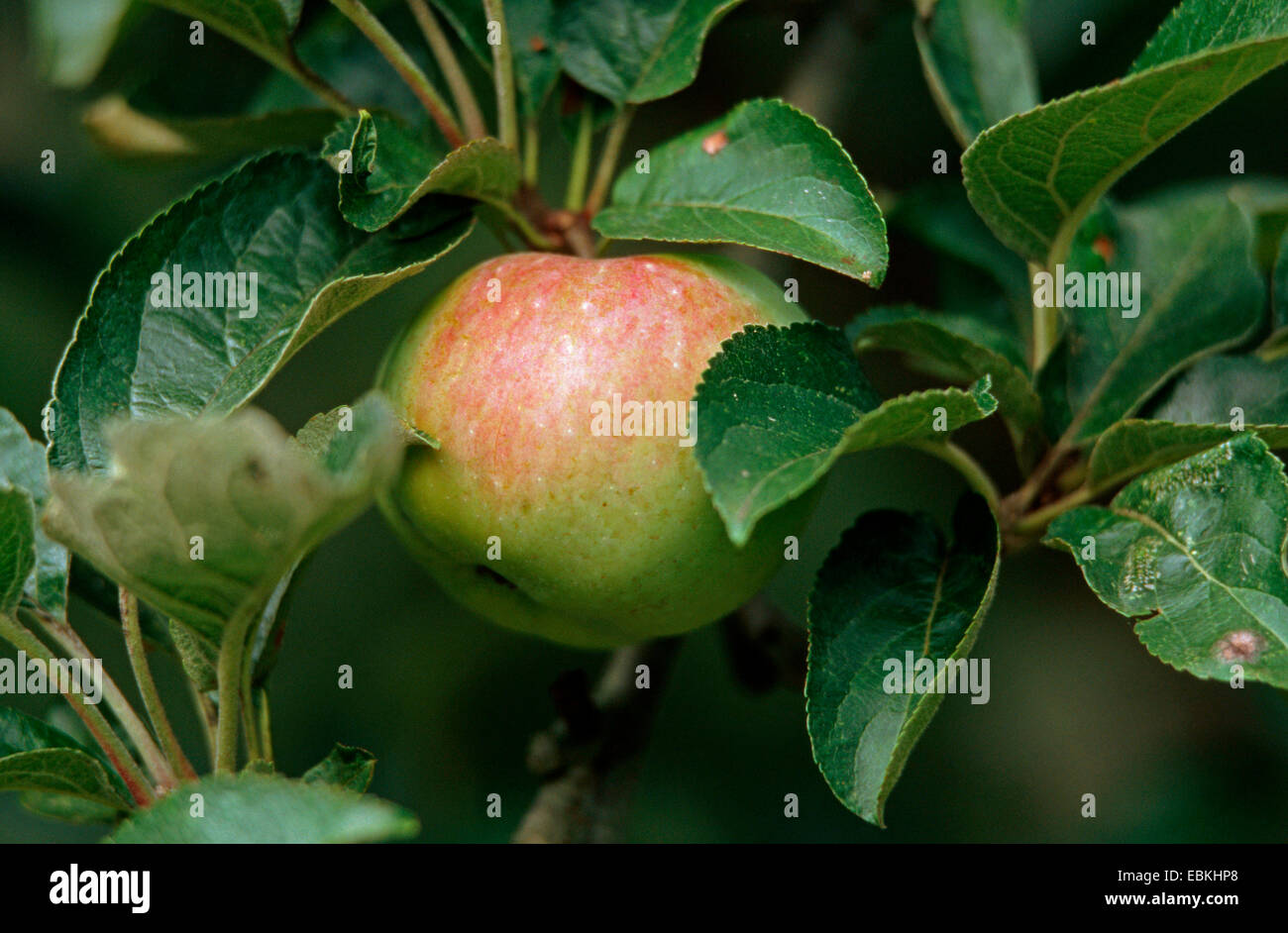 apple tree (Malus domestica 'Ontario', Malus domestica Ontario), apples ...
