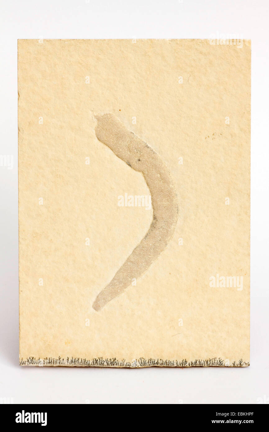 Sea cucumbers holothuriidae hi-res stock photography and images - Alamy