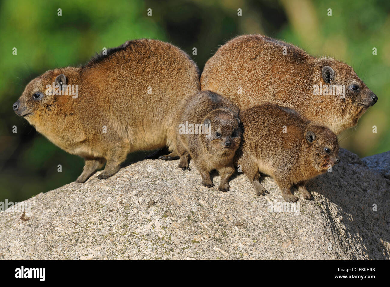 Rock hyrax pups hi-res stock photography and images - Alamy