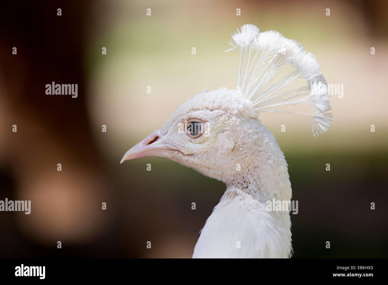 common peafowl, Indian peafowl, blue peafowl (Pavo cristatus), albino ...