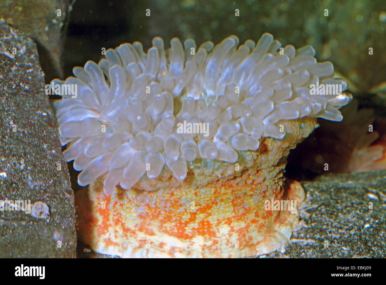Christmas anemone hi-res stock photography and images - Alamy
