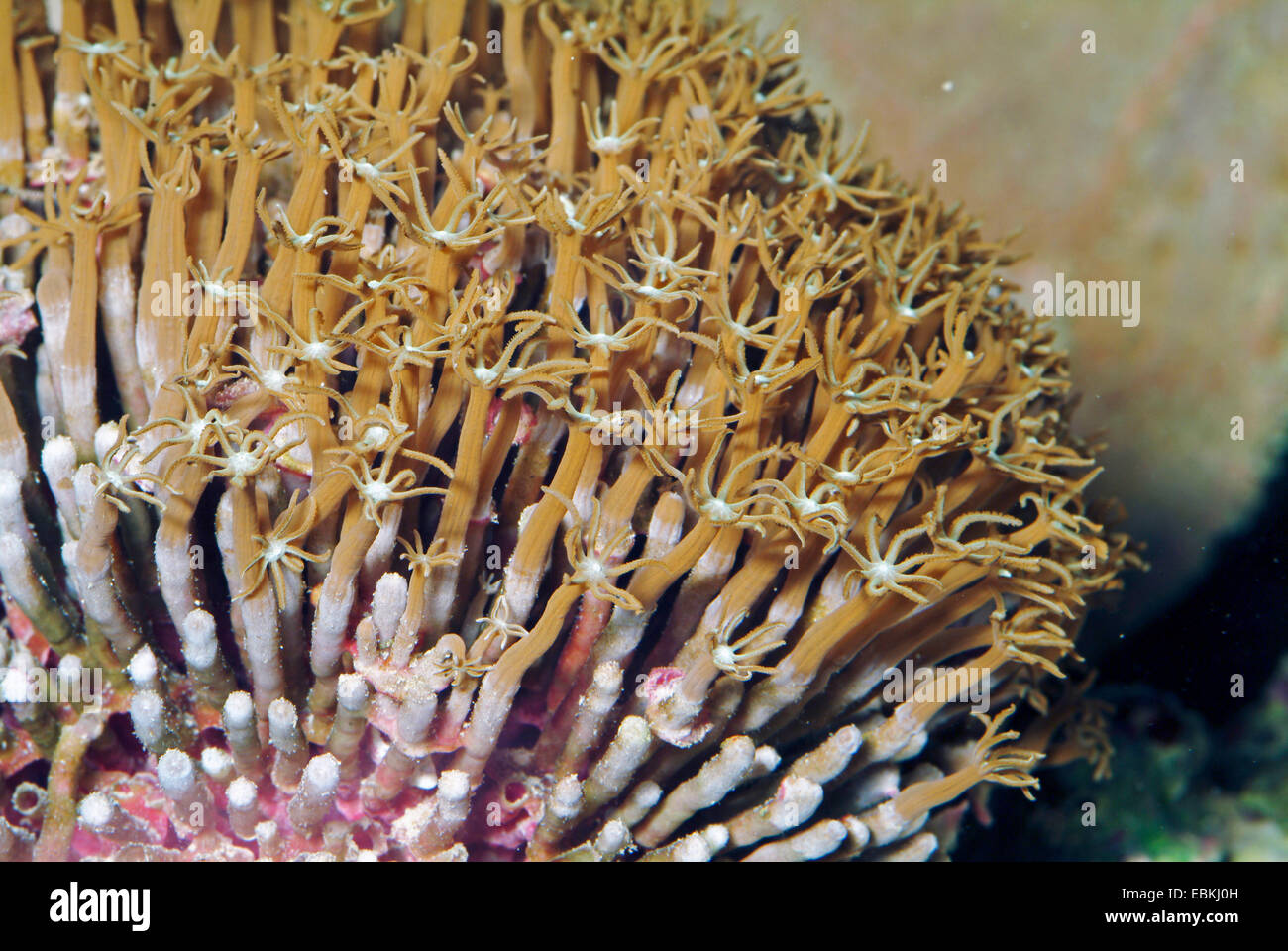 Organpipe Coral Project Noah