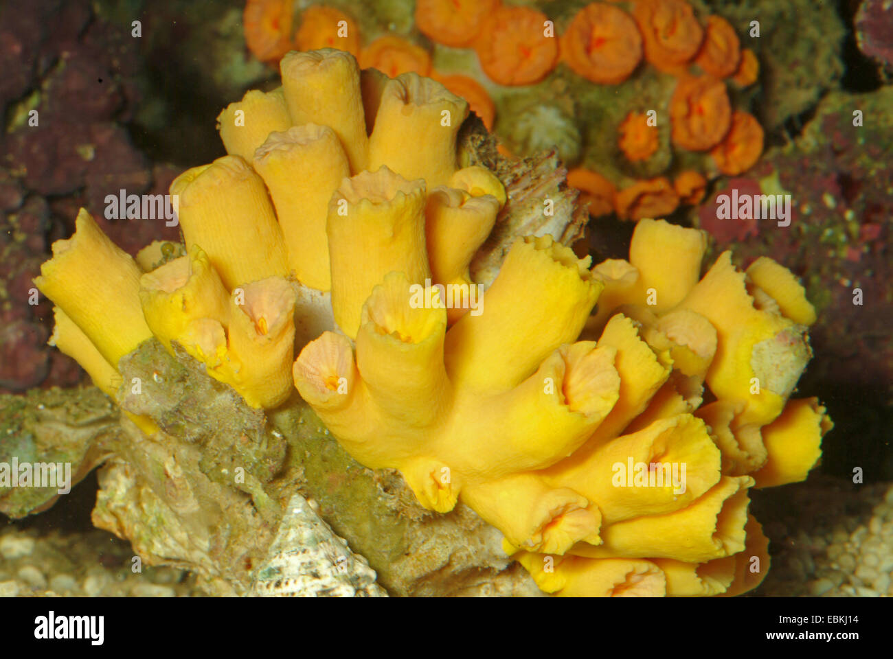 Cup coral tubastraea spec hi-res stock photography and images - Alamy