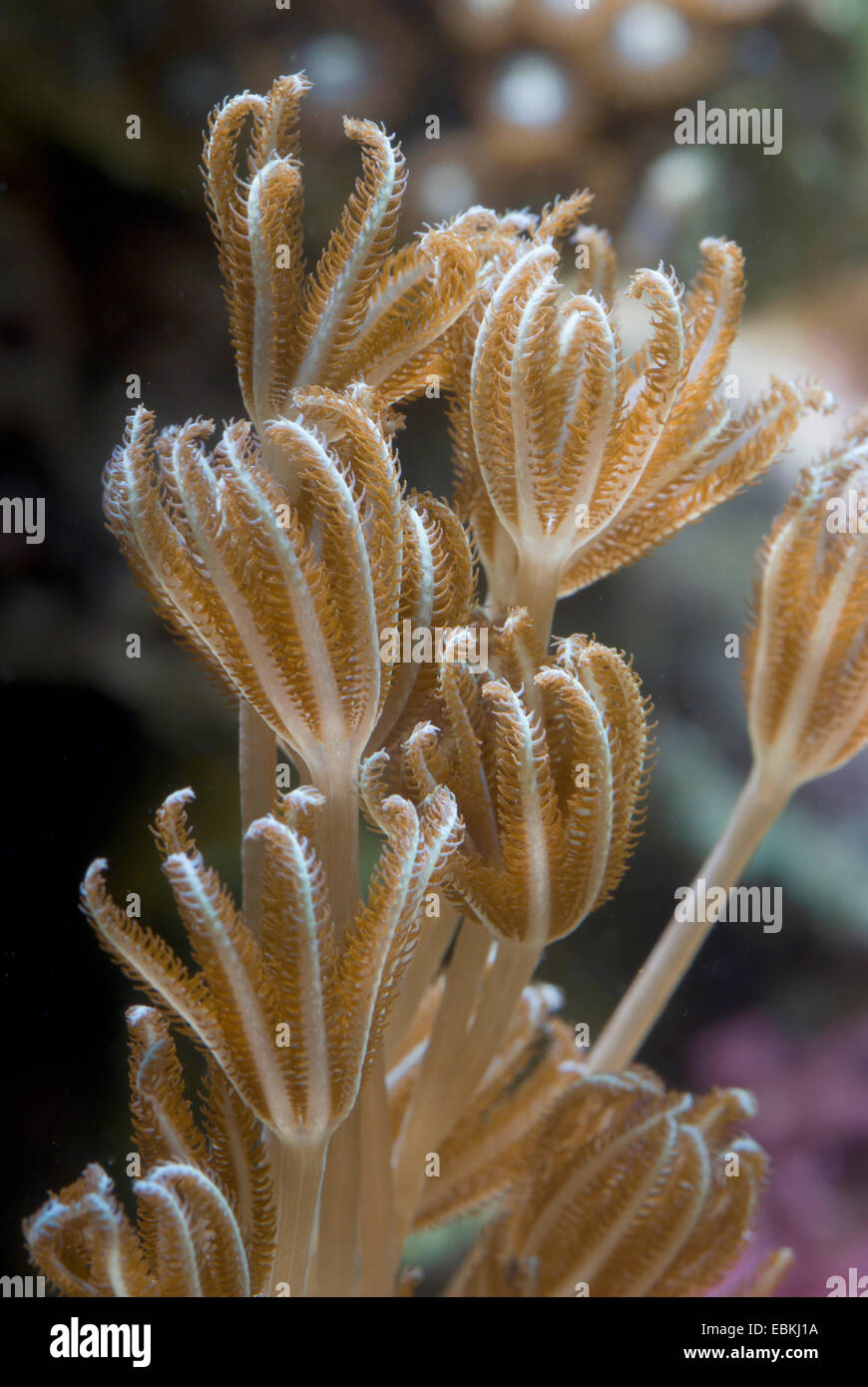 Pulse Coral (Xenia elongata), lateral view Stock Photo - Alamy