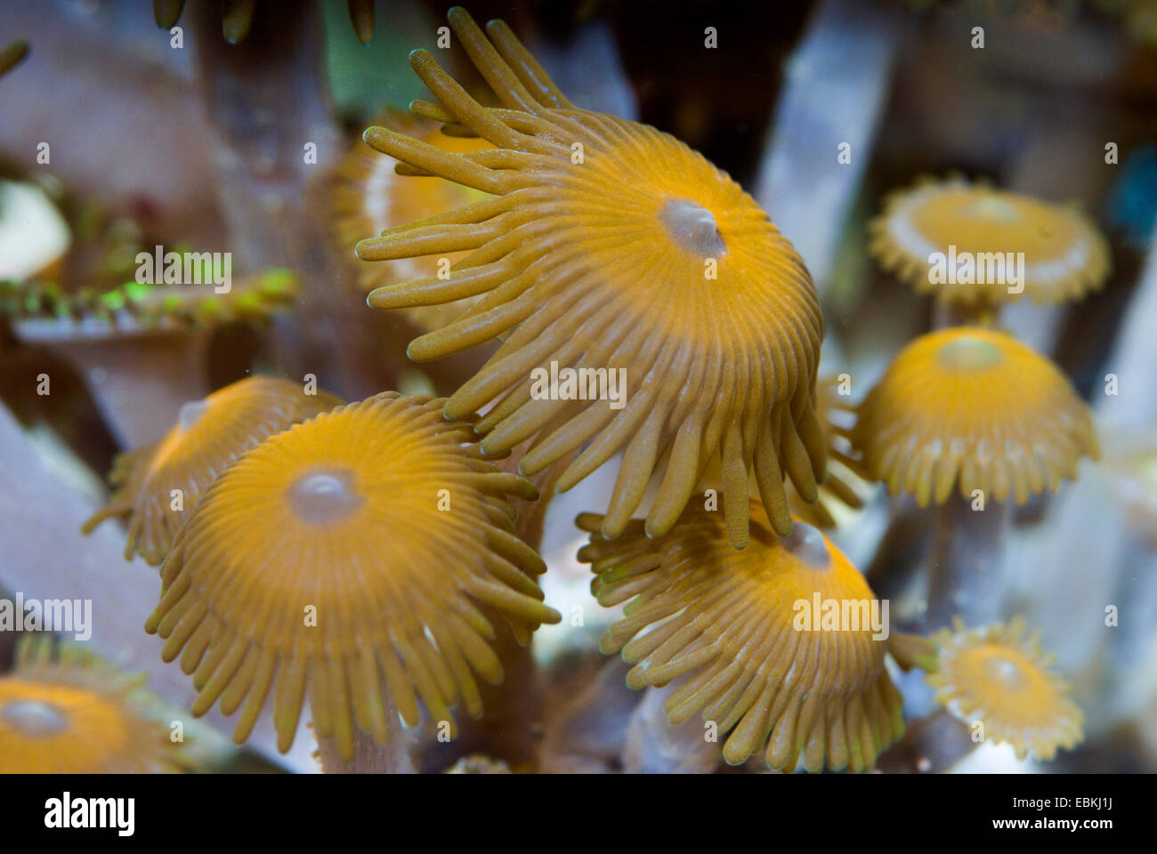 Sea Mat (Zoanthus spec.), top view Stock Photo - Alamy