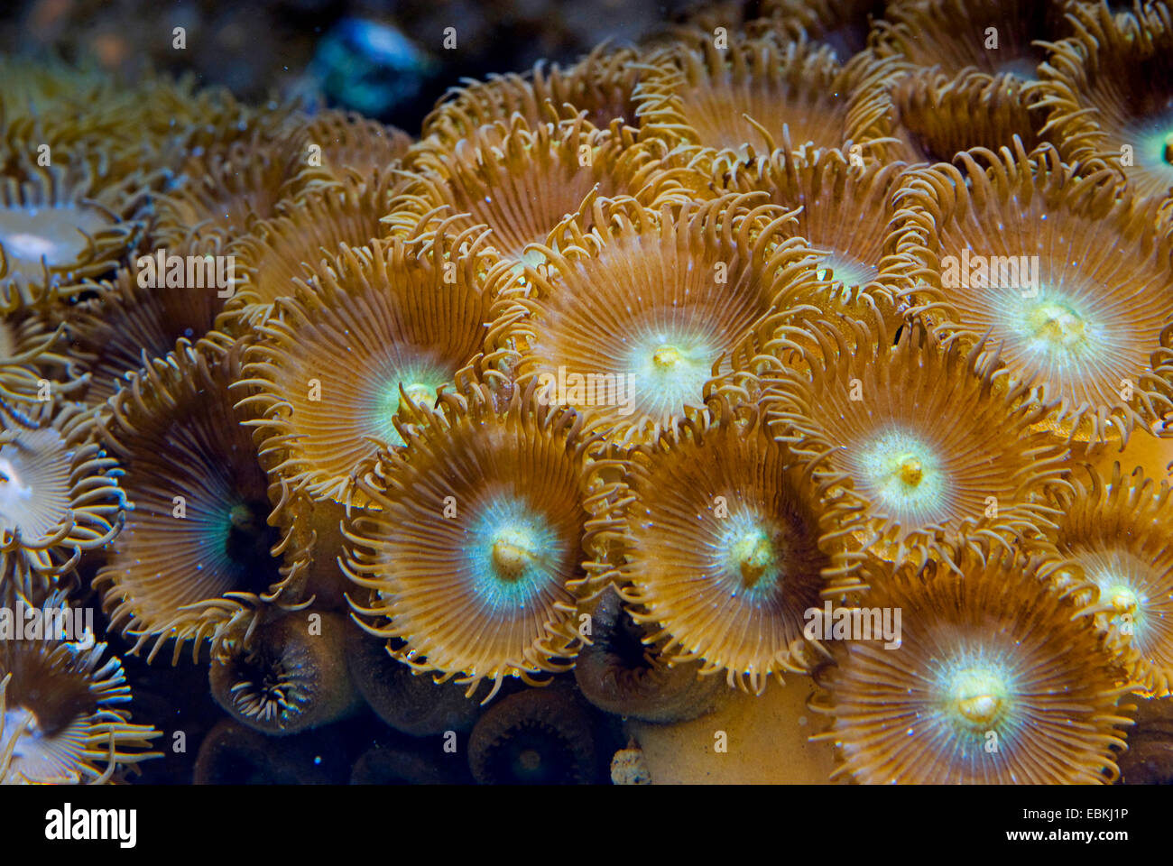 Sea Mat (Zoanthus spec.), top view Stock Photo - Alamy