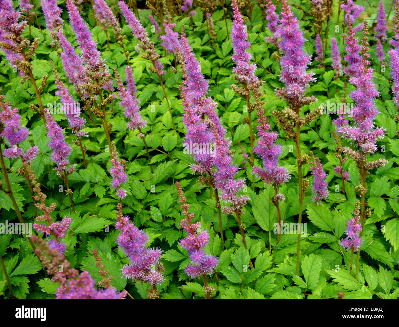 Goats Beard High Resolution Stock Photography and Images - Alamy