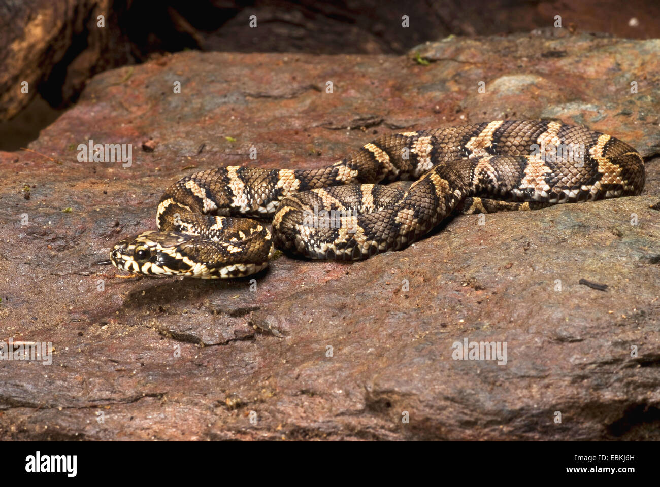 Russian rat snake, Siberian Ratsnake (Elaphe schrenckii schrenckii ...