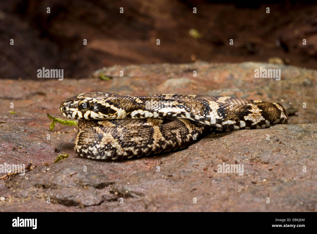 Russian rat snake, Siberian Ratsnake (Elaphe schrenckii schrenckii ...
