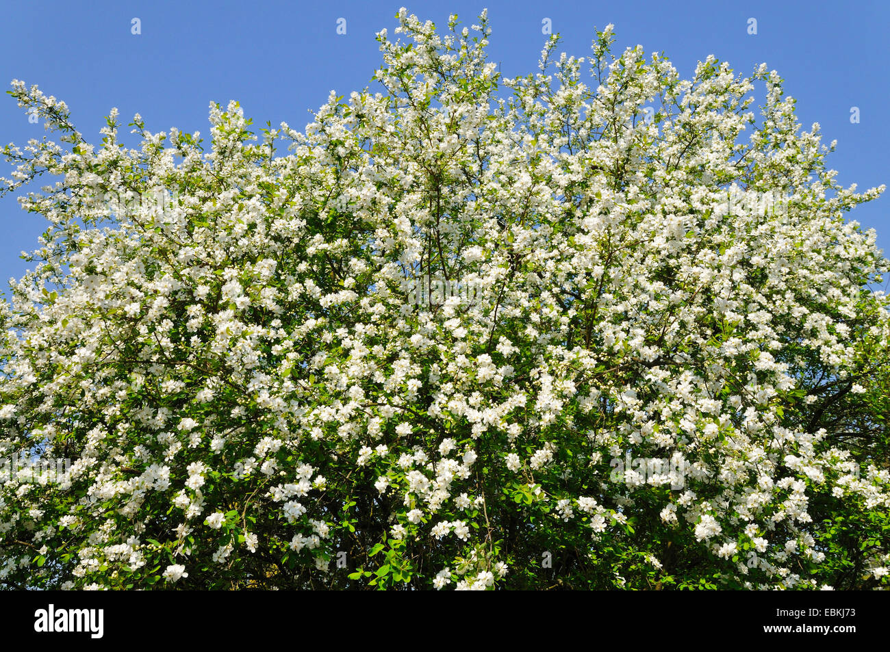 Common Pearl Bush (Exochorda racemosa), blooming Stock Photo - Alamy