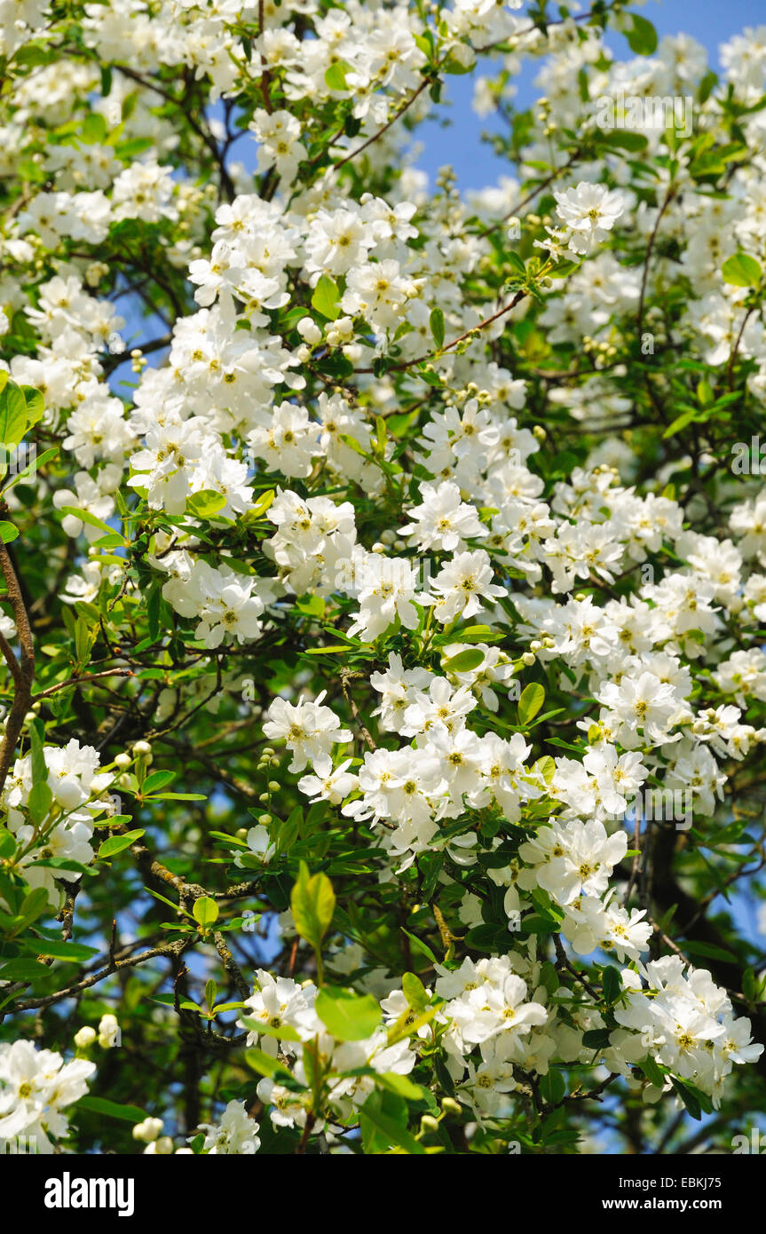 Common Pearl Bush (Exochorda racemosa), blooming Stock Photo - Alamy