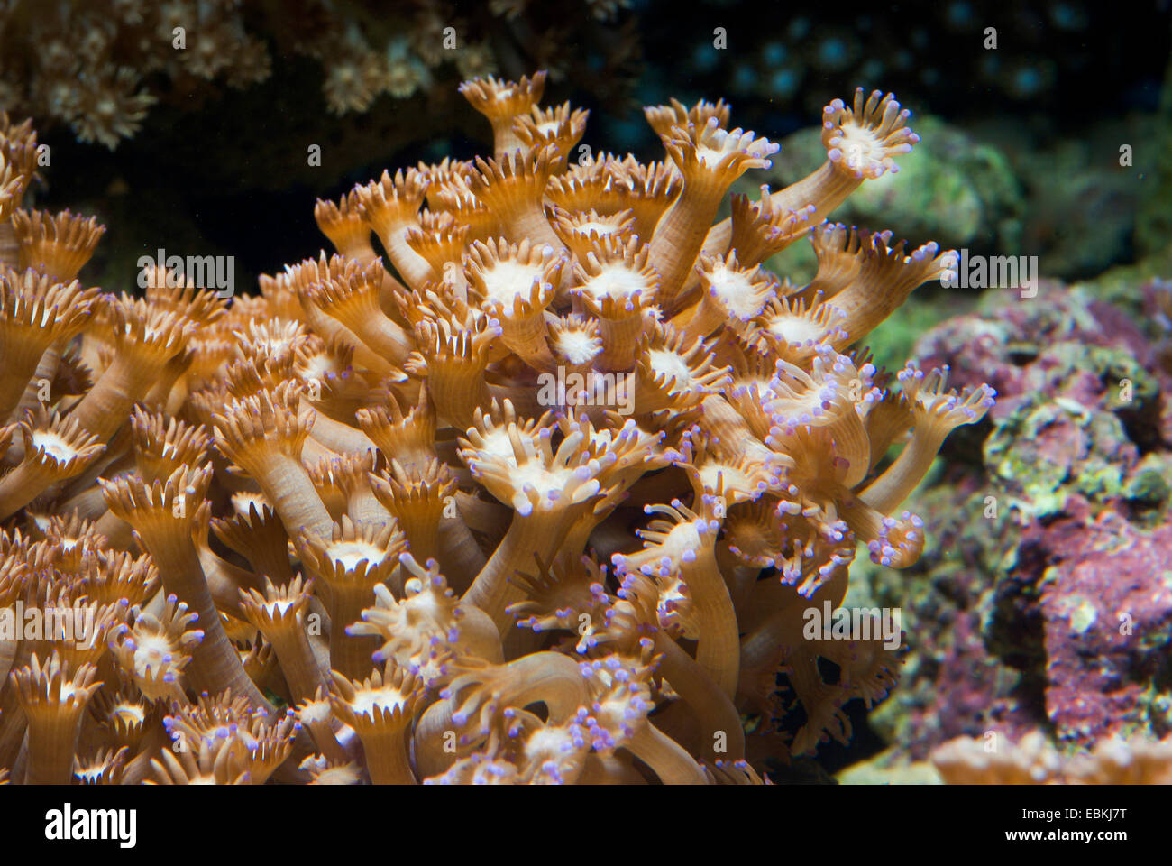 Flower pot corals hi-res stock photography and images - Alamy