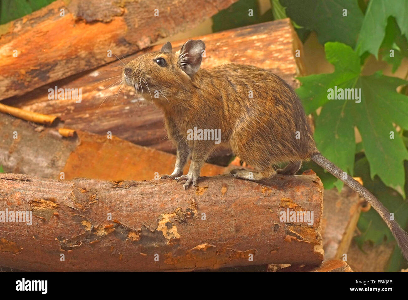 degu, Brush-tail Rat (Octodon degus), sitting on a branch Stock Photo ...