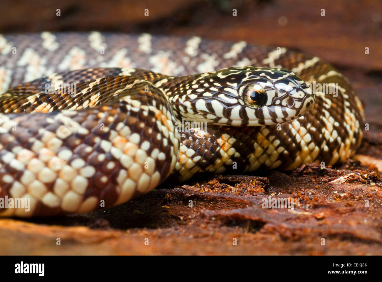 Florida Kingsnake (Lampropeltis getula floridana), lying Stock Photo ...