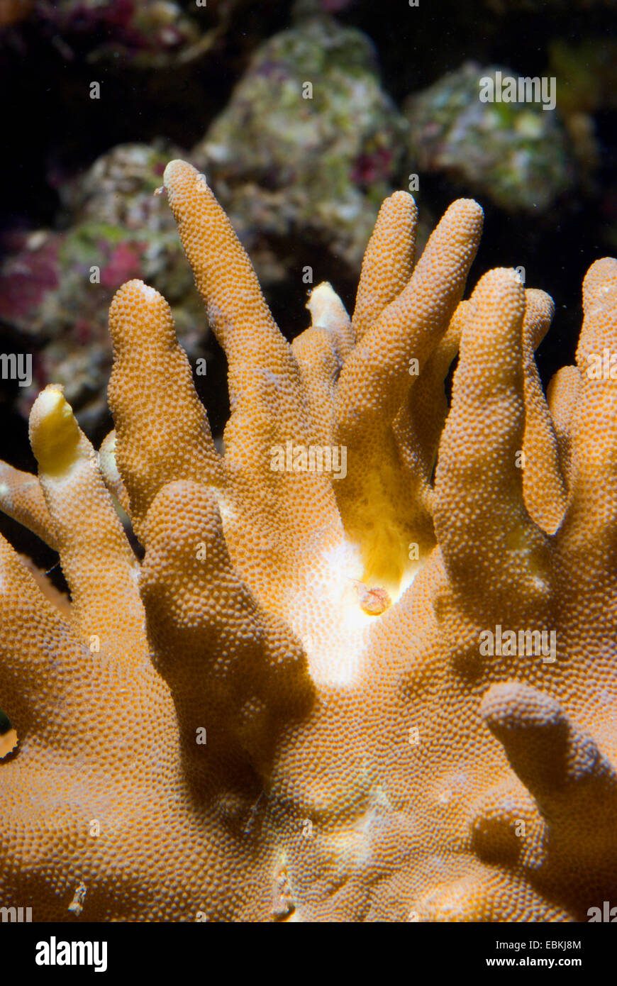 Coral finger hi-res stock photography and images - Alamy